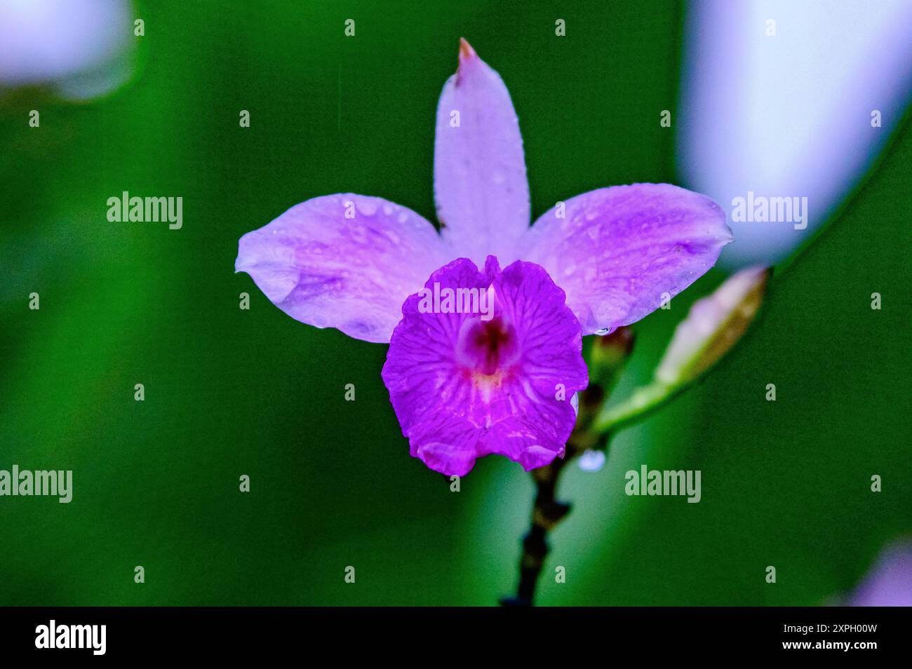 Costa rica orchidee hi-res stock photography and images - Alamy