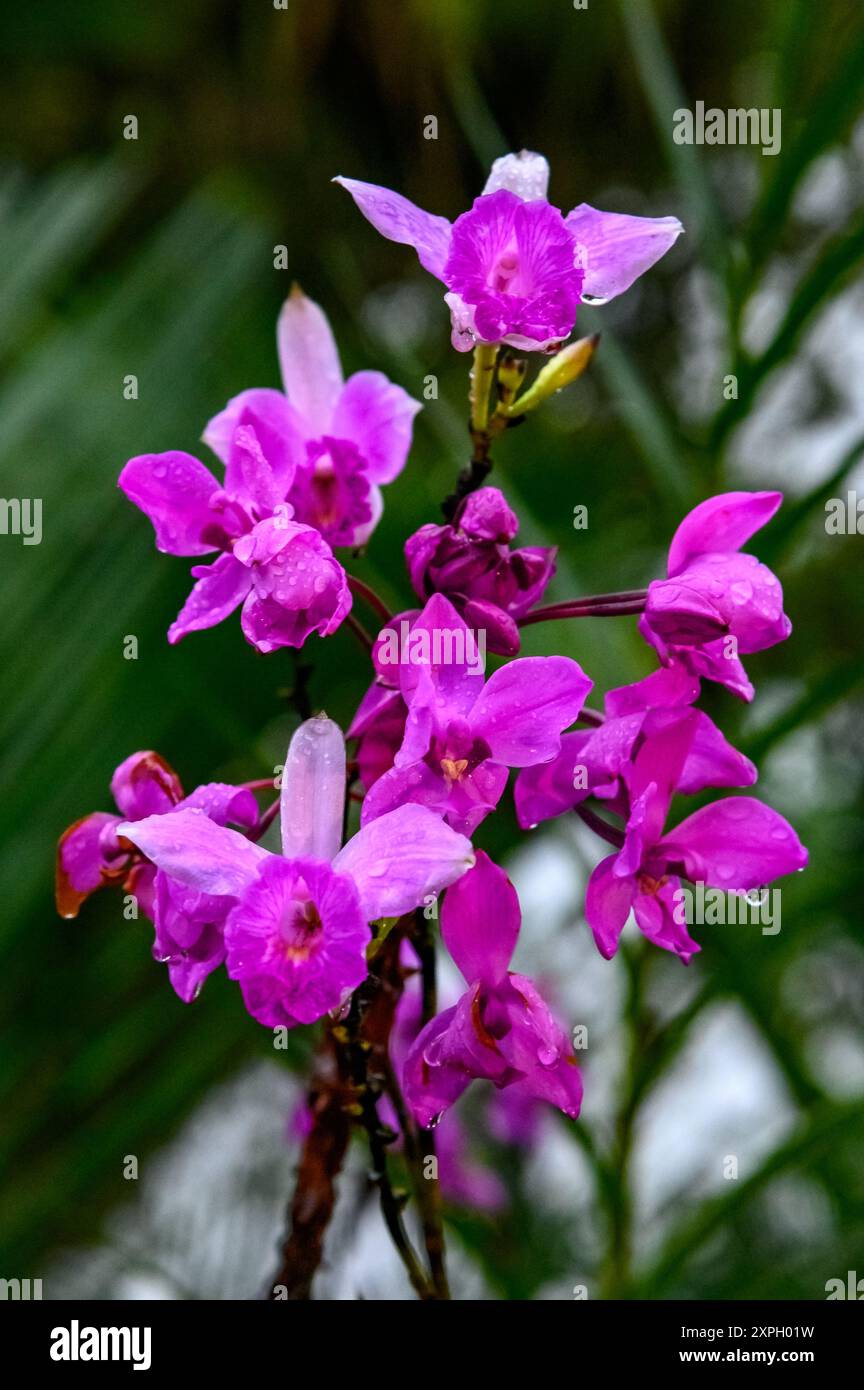 Costa rica orchidee hi-res stock photography and images - Alamy