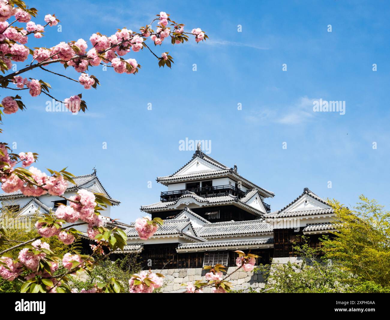 Cherry blossoms at Matsuyama Castle - Matsuyama, Ehime prefecture ...