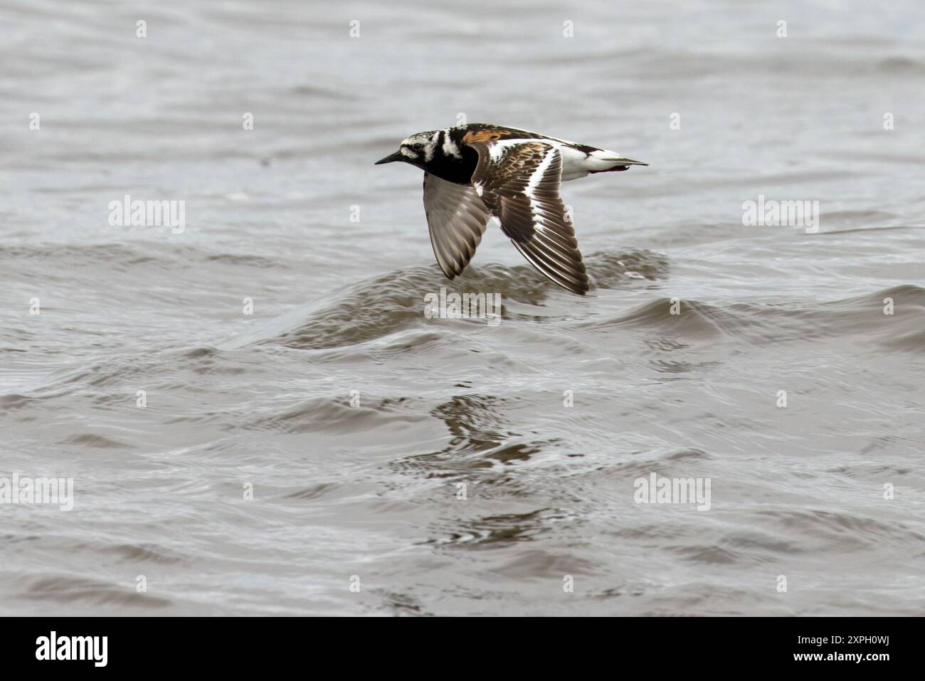 Renaria hi-res stock photography and images - Alamy