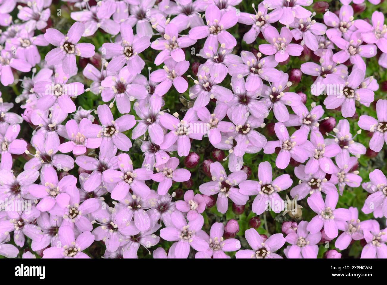 Moss Campion - Silene acaulis Stock Photo - Alamy