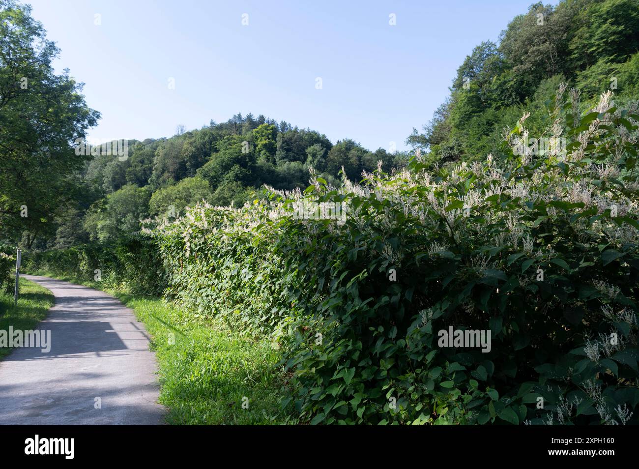 Esneaux Belgique Belgie Belgium 30th July 2024 Fallopia japonica ...