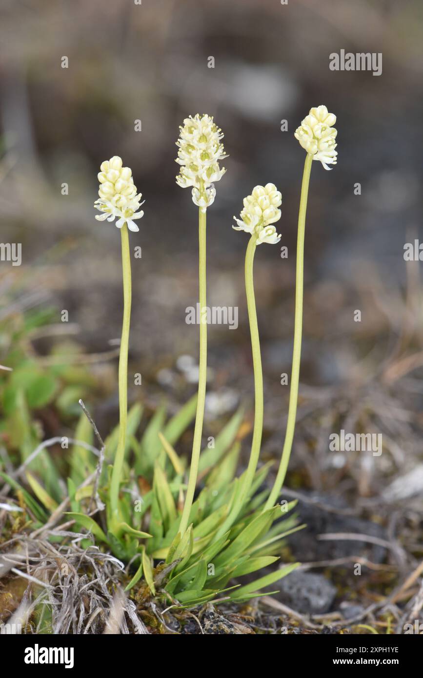 Scottish Asphodel - Toefieldia pusilla Stock Photo - Alamy