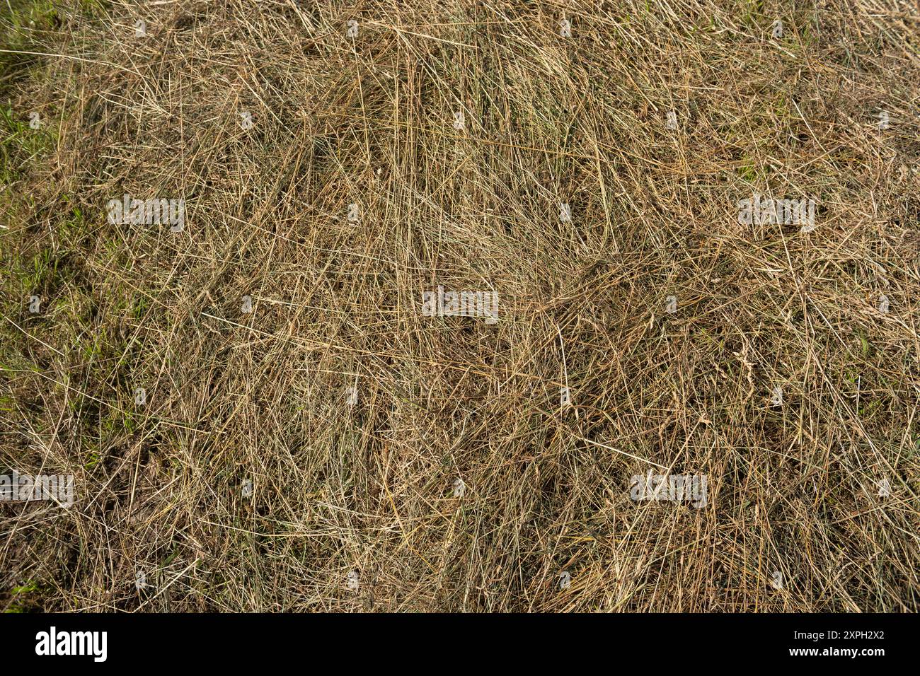 Dry wheat stalks in a field after harvesting. Sunny summer day, no ...
