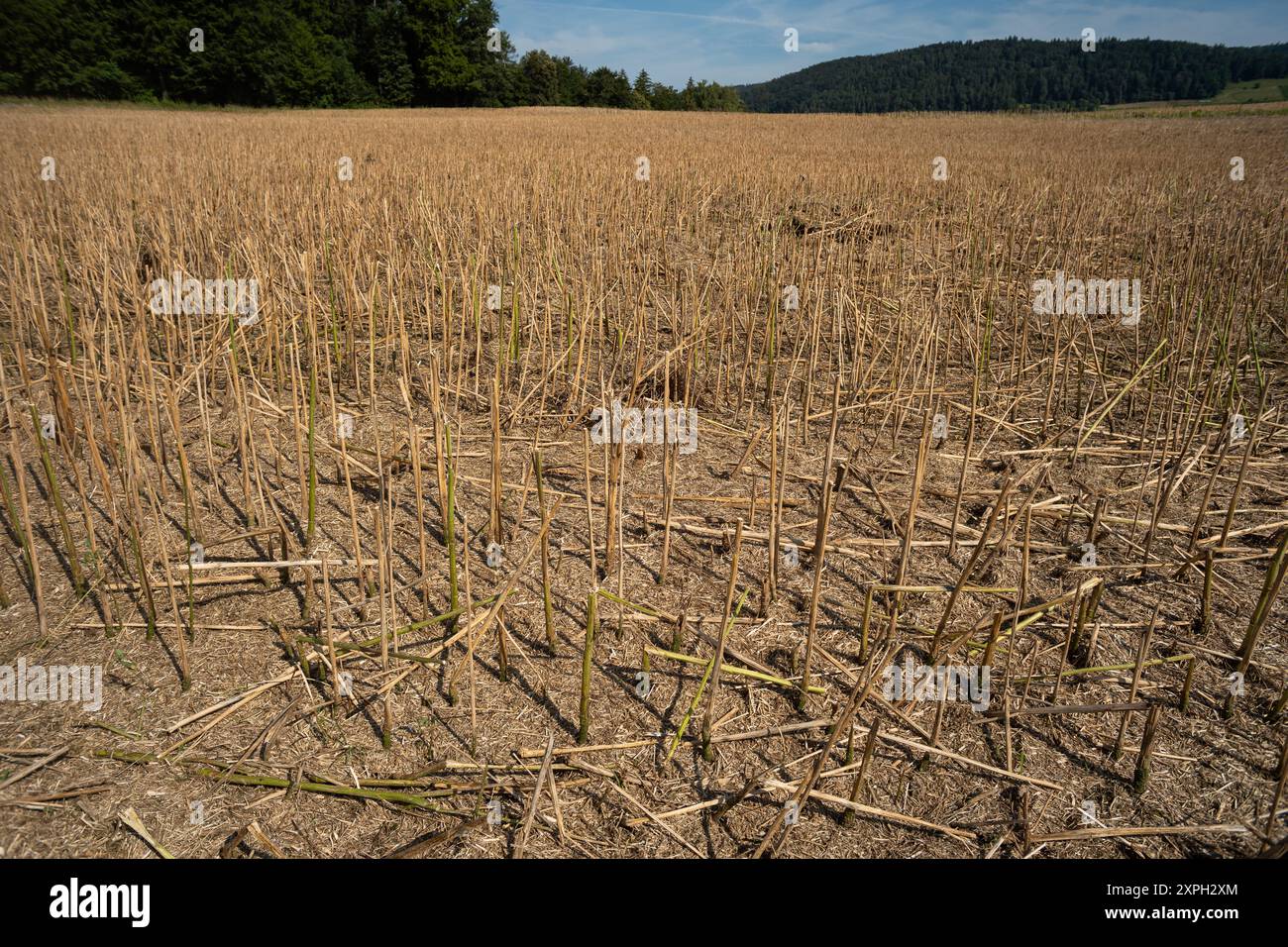 Dry wheat stalks in a field after harvesting. Sunny summer day, no ...