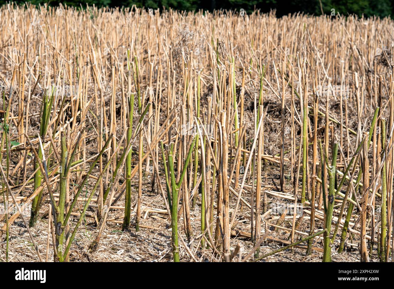 Dry wheat stalks in a field after harvesting. Sunny summer day, no ...