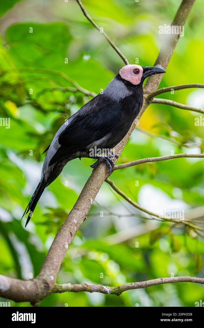 The coleto is endemic to the Philippines. Its natural habitats are ...