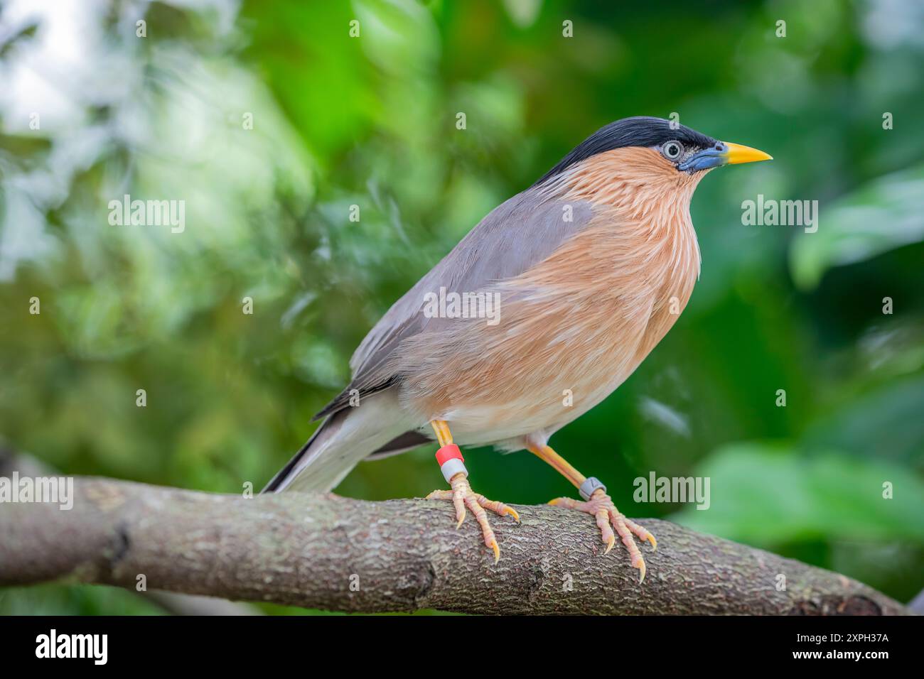 The brahminy starling (Sturnia pagodarum) is a member of the starling ...