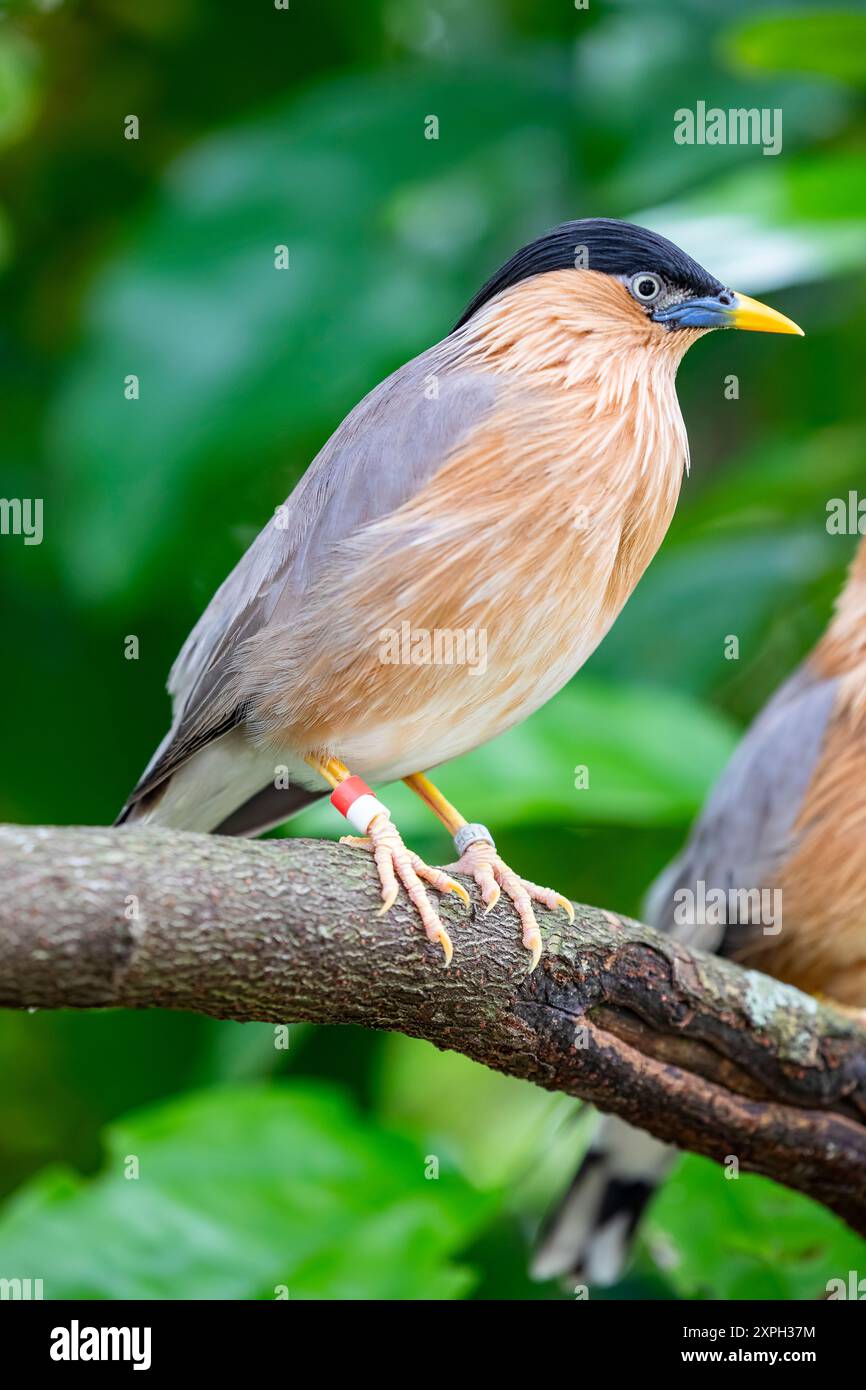 The brahminy starling (Sturnia pagodarum) is a member of the starling ...