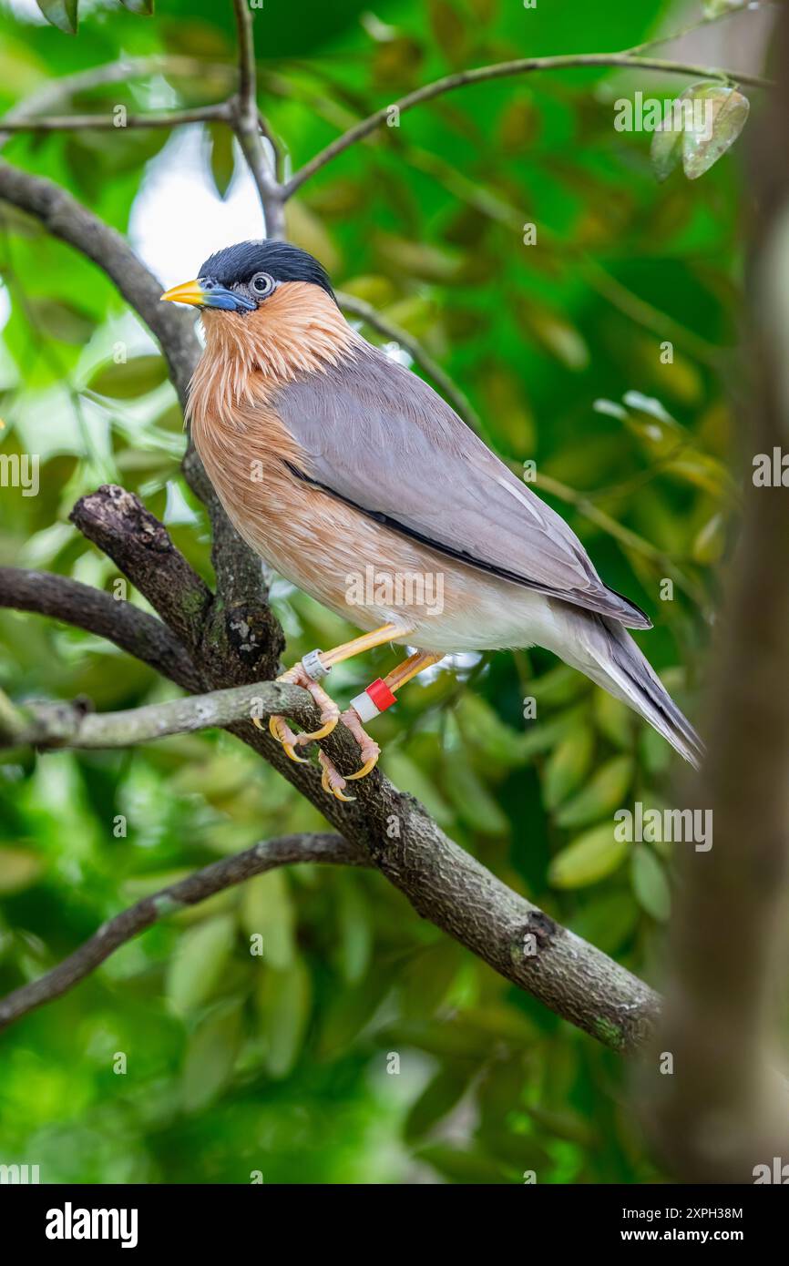 The brahminy starling (Sturnia pagodarum) is a member of the starling ...