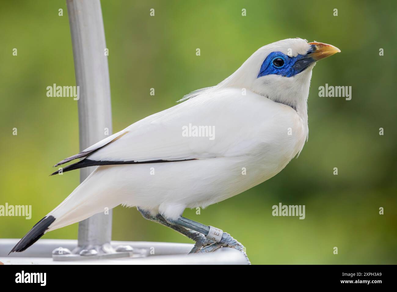 a Bali myna (Leucopsar rothschildi) stands on the tree, a medium-size ...