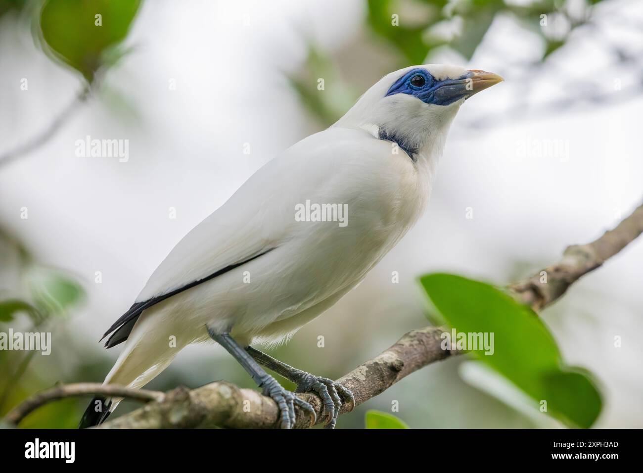 a Bali myna (Leucopsar rothschildi) stands on the tree, a medium-size ...