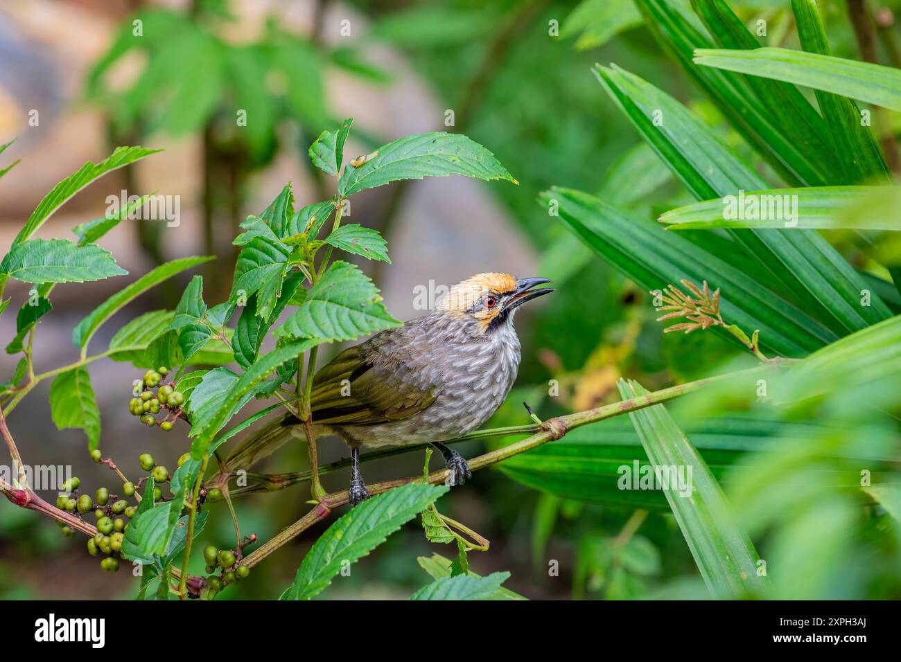 Bul bul bird hi-res stock photography and images - Alamy