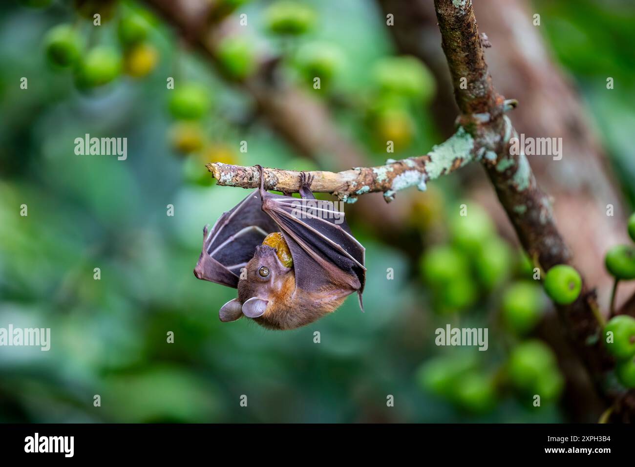 The Lesser dog-faced fruit Bat (Cynopterus brachyotis) is eating fruit ...