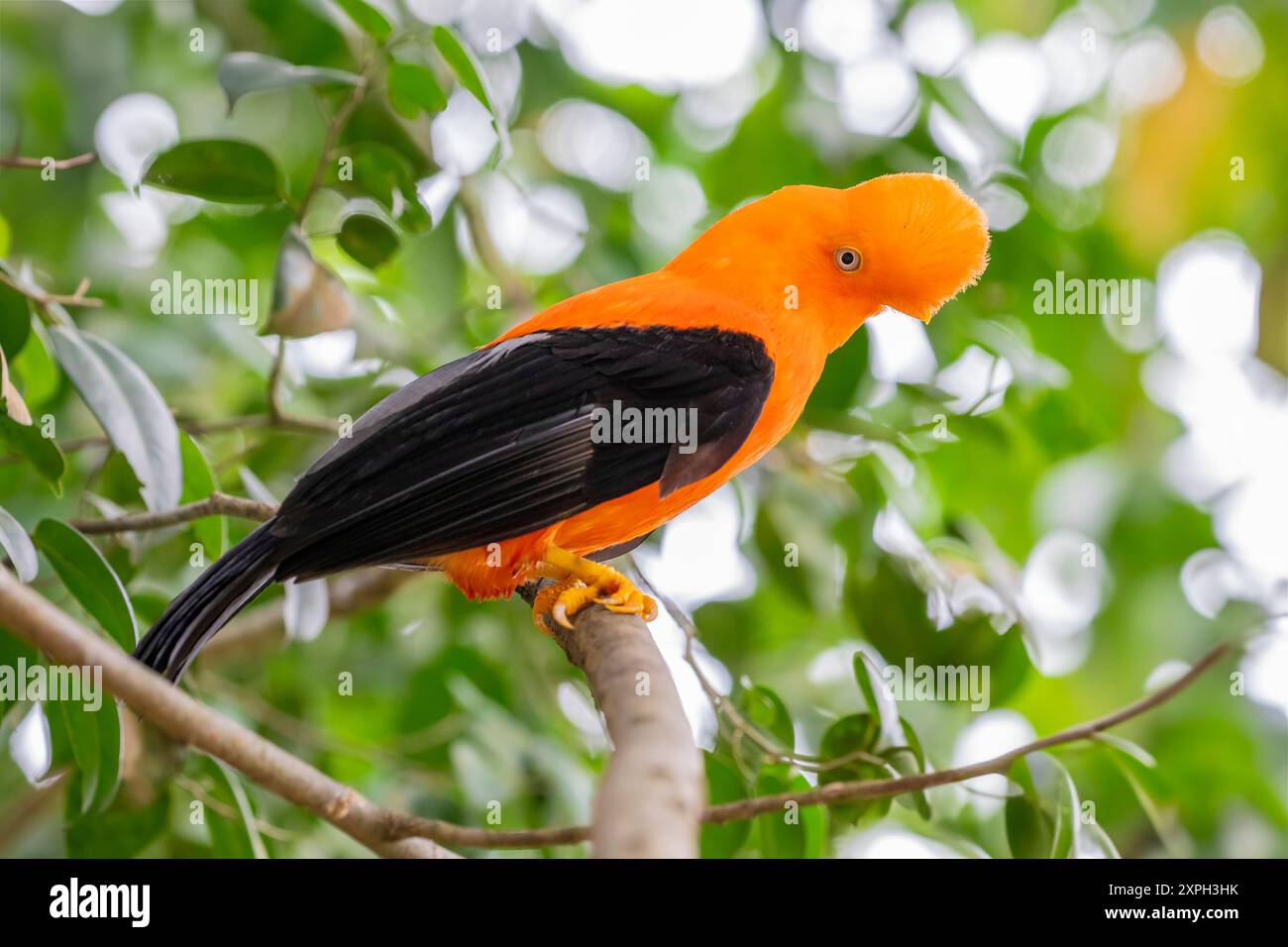 The male Andean cock-of-the-rock (Rupicola peruvianus) is a large ...