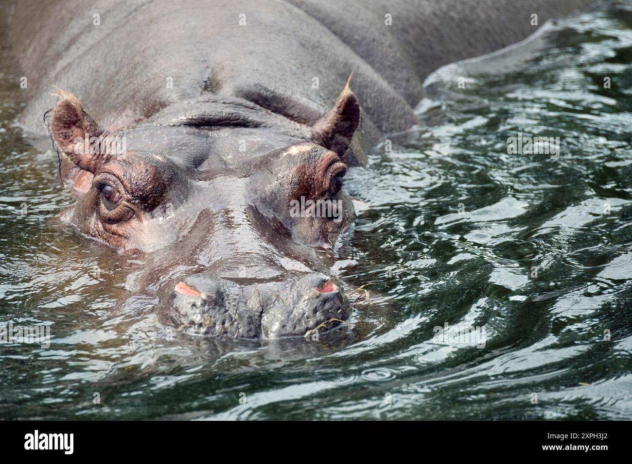 Big hippo swimming in river hi-res stock photography and images - Alamy