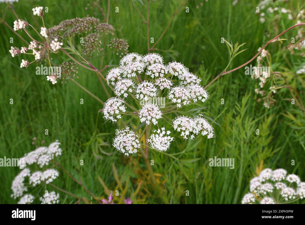 Cowbane hi-res stock photography and images - Alamy
