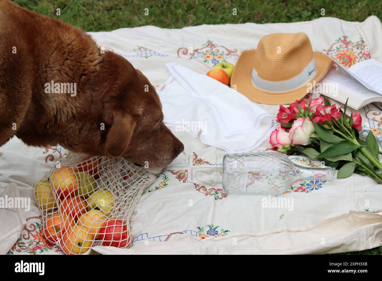 Cute old brown dog on a picnic in the garden. Cute Labrador dog ...