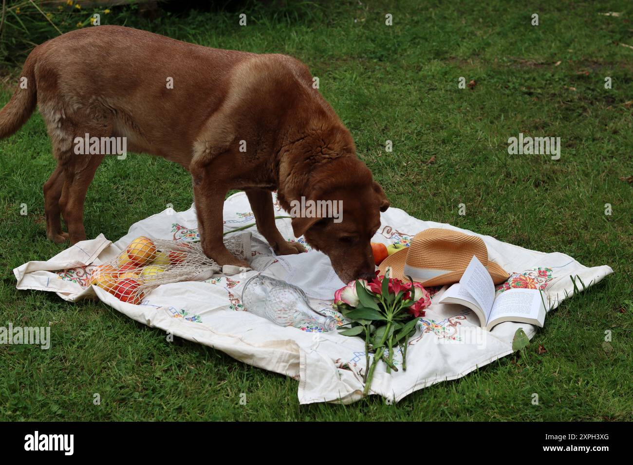 Cute old brown dog on a picnic in the garden. Cute Labrador dog ...