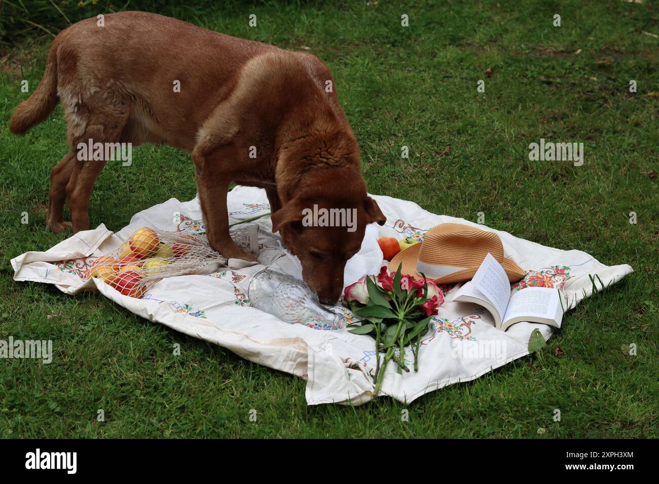 Cute old brown dog on a picnic in the garden. Cute Labrador dog ...