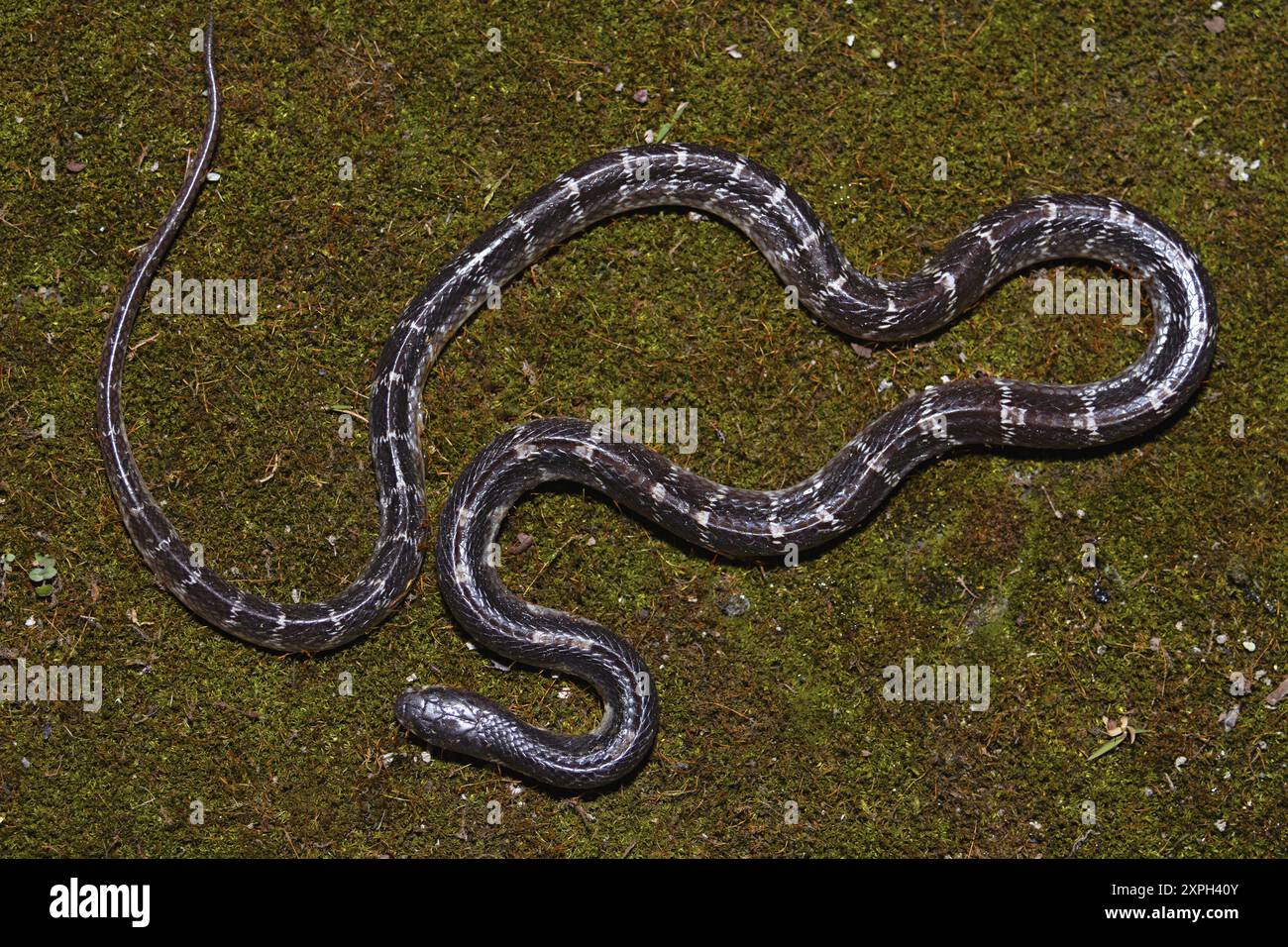 Common krait, Bungarus caeruleus, also known as Bengal krait, Venomous ...