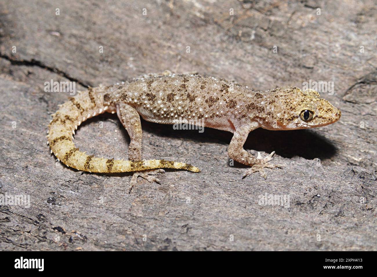 Lizard morphology hi-res stock photography and images - Alamy