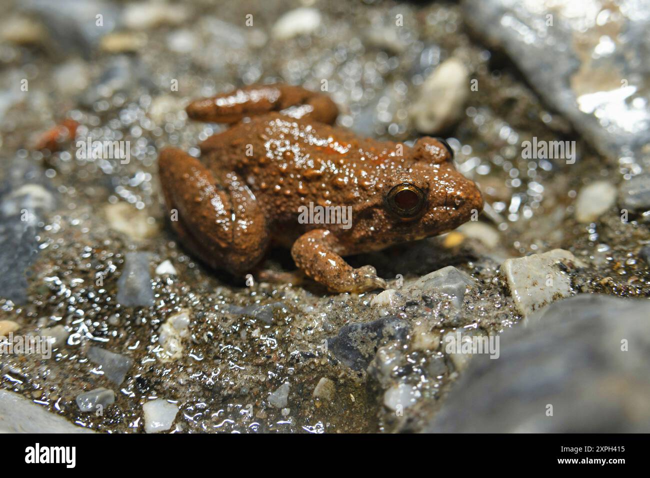 Minervarya is a genus of frogs in the family Dicroglossidae from south ...