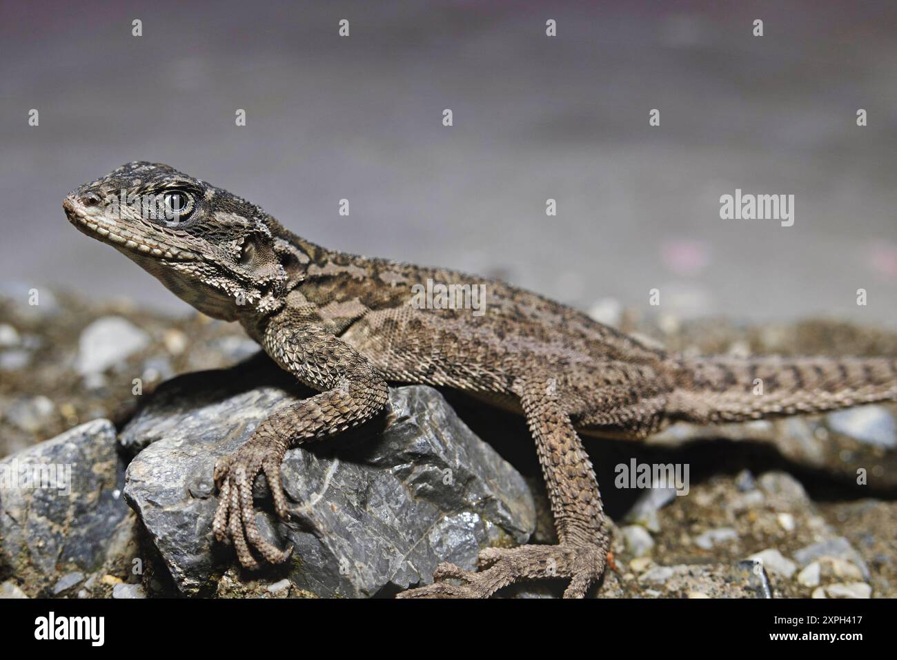 Asian characteristics hi-res stock photography and images - Alamy