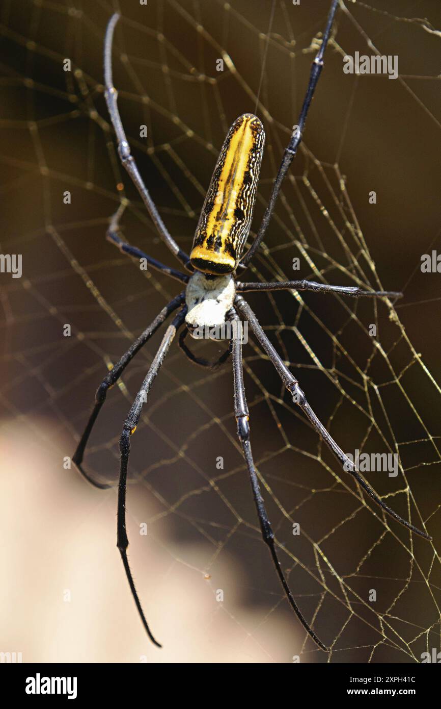 Spiral wheel shaped web hi-res stock photography and images - Alamy