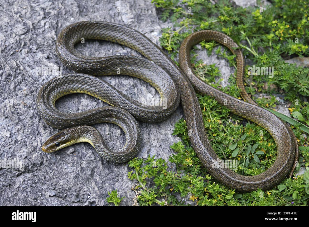 Elaphe hodgsoni, also known commonly as Hodgson's rat snake and the ...