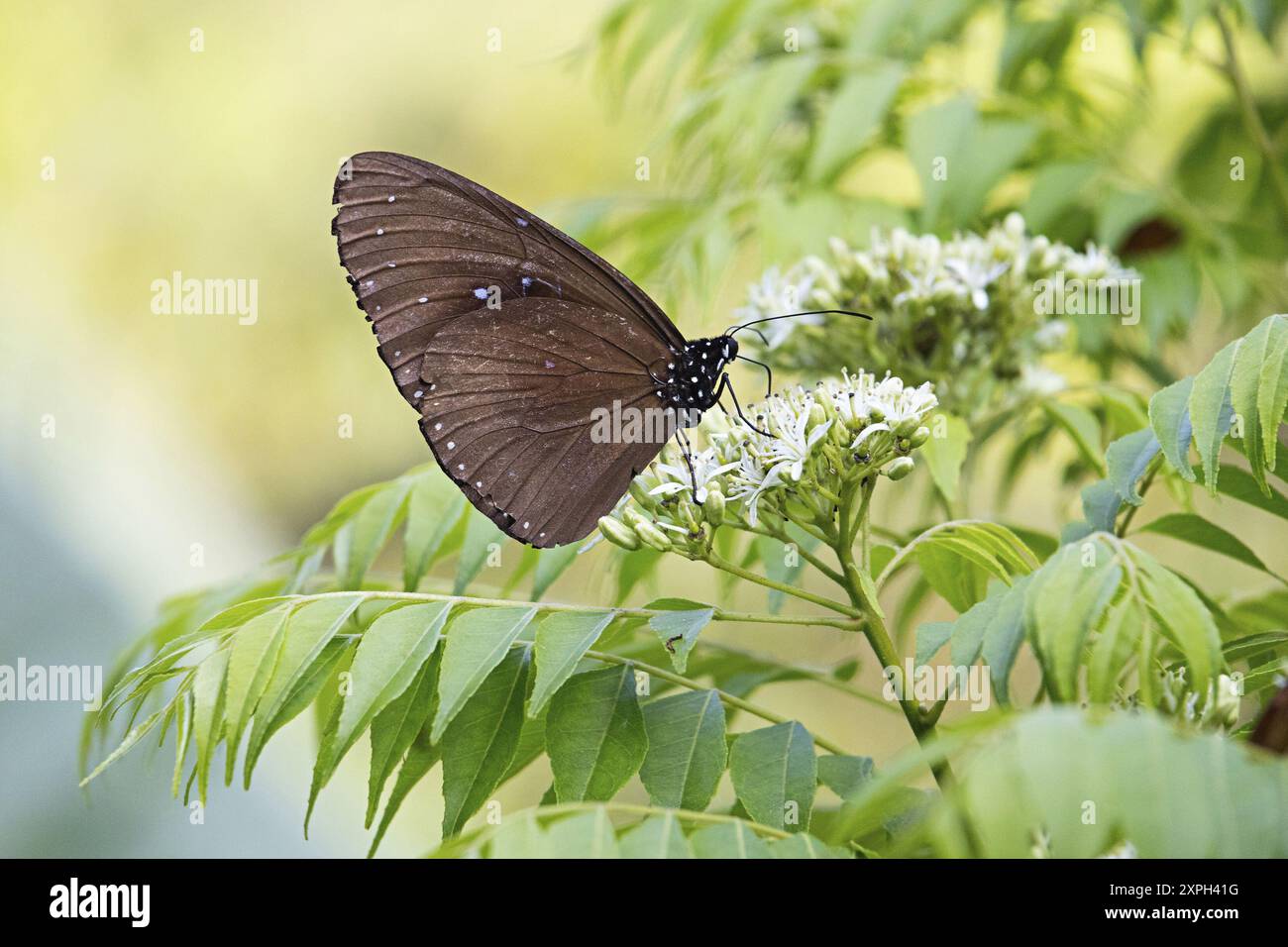 Crows and tigers hi-res stock photography and images - Alamy