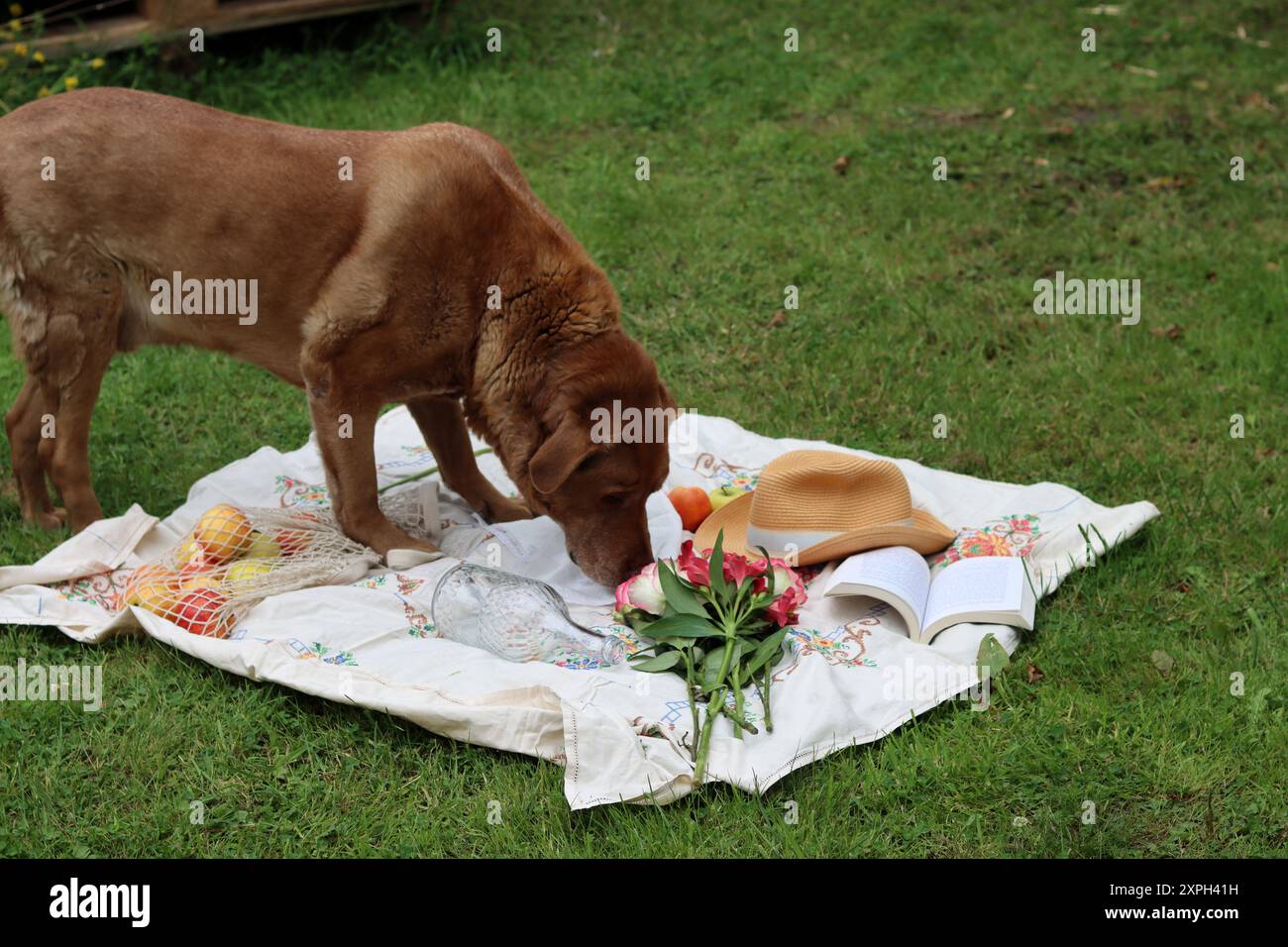 Cute old brown dog on a picnic in the garden. Cute Labrador dog ...