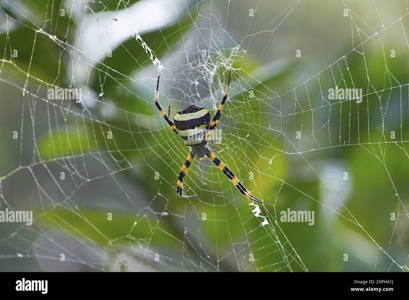 Argiope is a Genus of harmless orb-weaver spider (family Araneidae ...