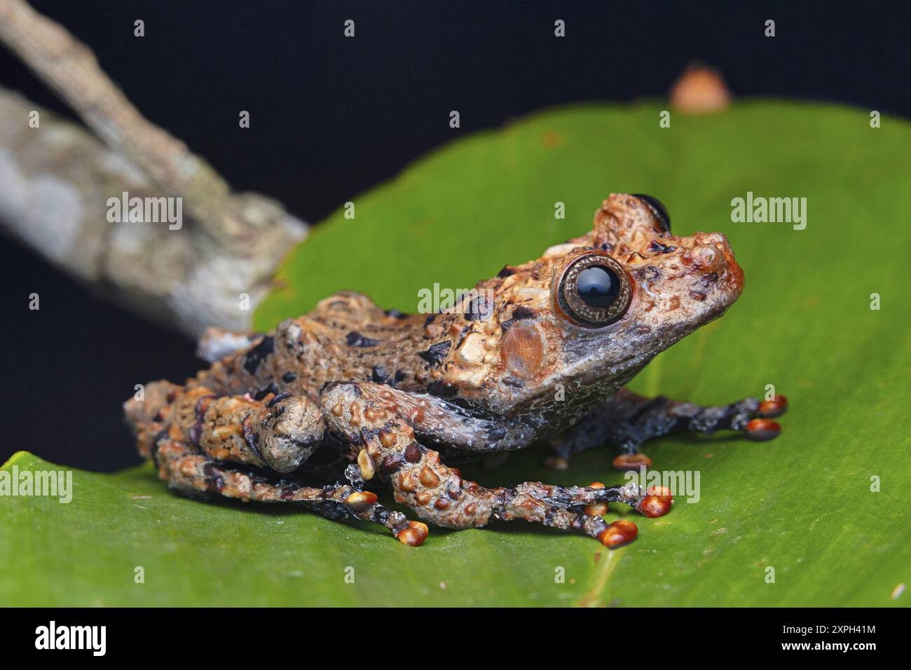 Nagaland tree frog hi-res stock photography and images - Alamy