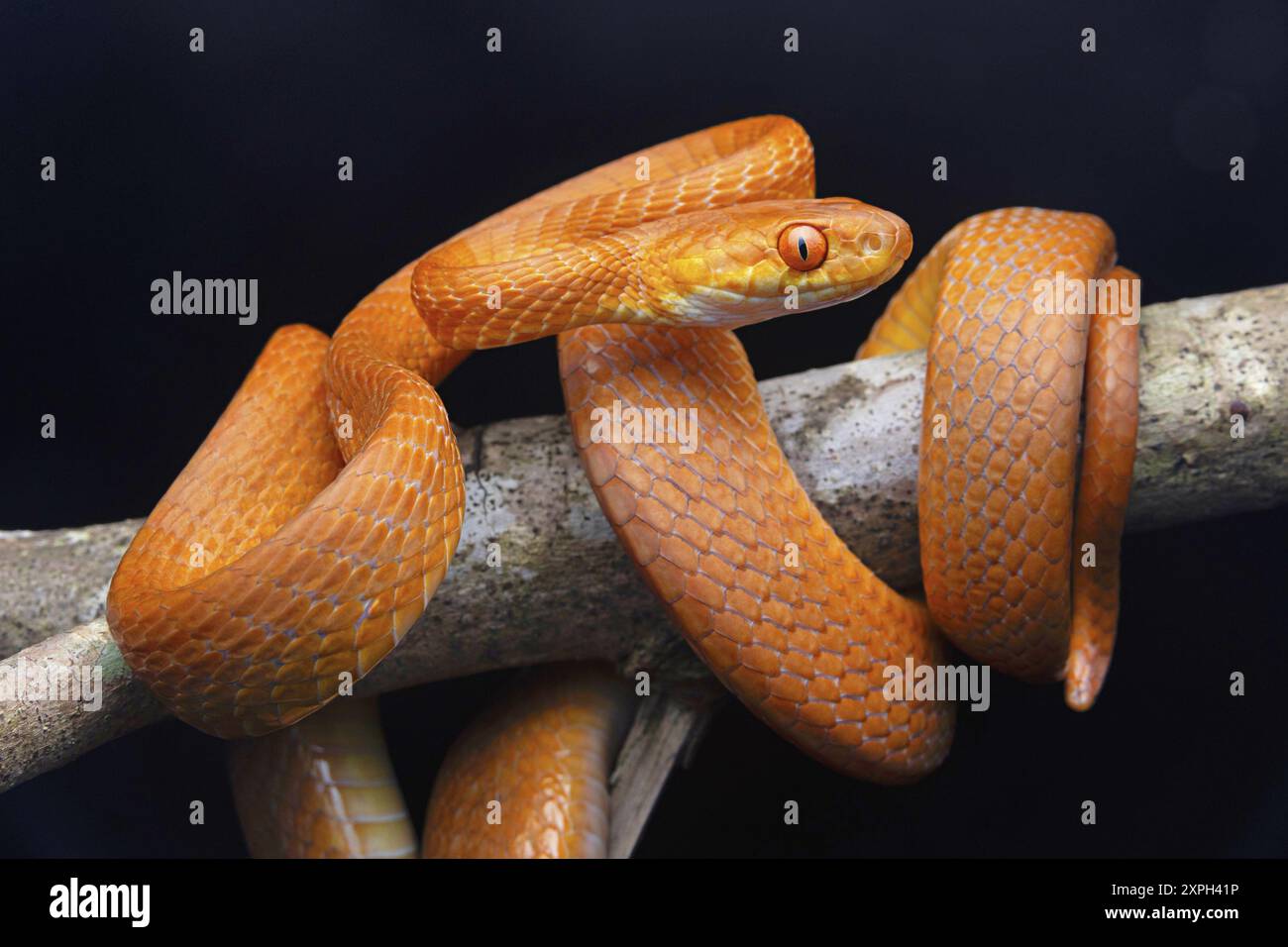 Boiga ochracea, commonly called the tawny cat snake, is a species of ...