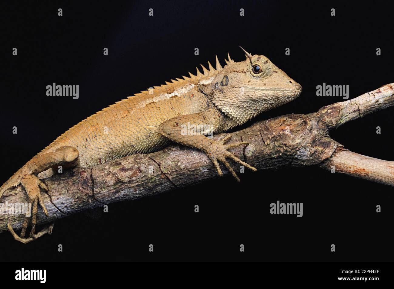 Lizard characteristics hi-res stock photography and images - Alamy