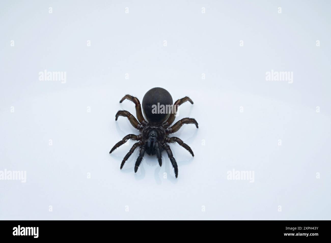 Trap-door spider, any member of the spider family Ctenizidae and ...