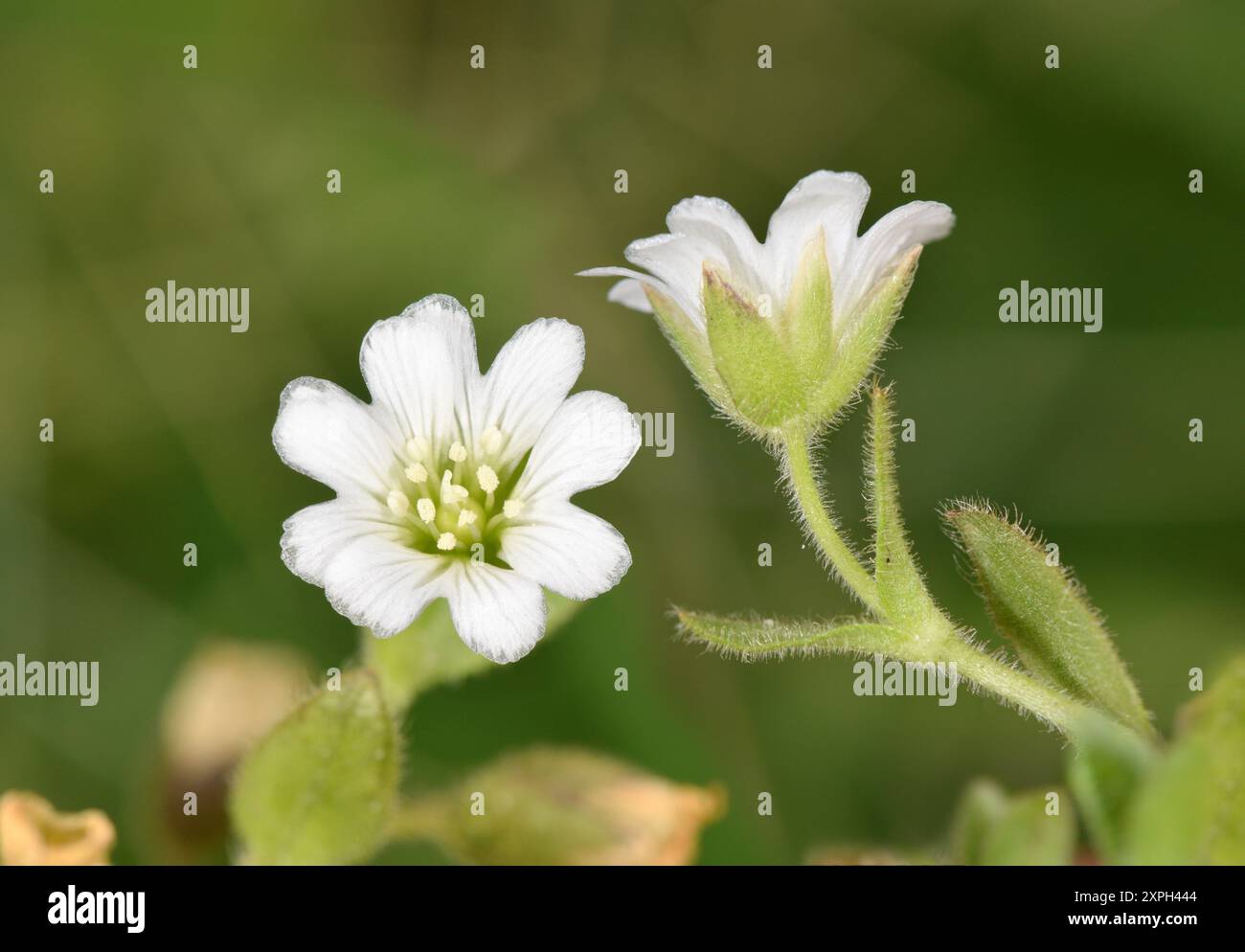 Arctic Mouse-ear - Cerastium nigrescens var. laxum Stock Photo - Alamy