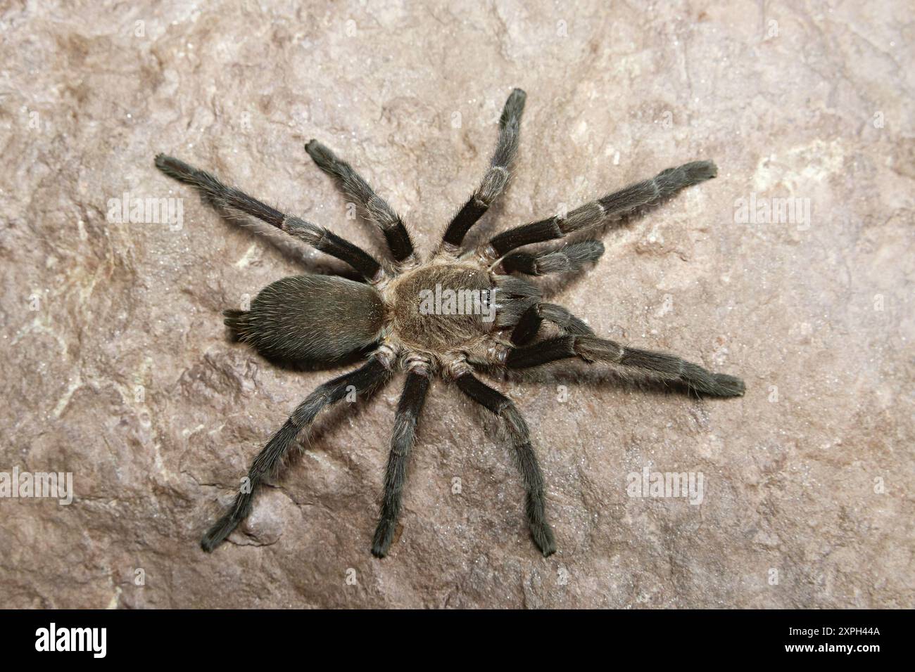 Tarantulas comprise a group of large and often hairy spiders of the ...