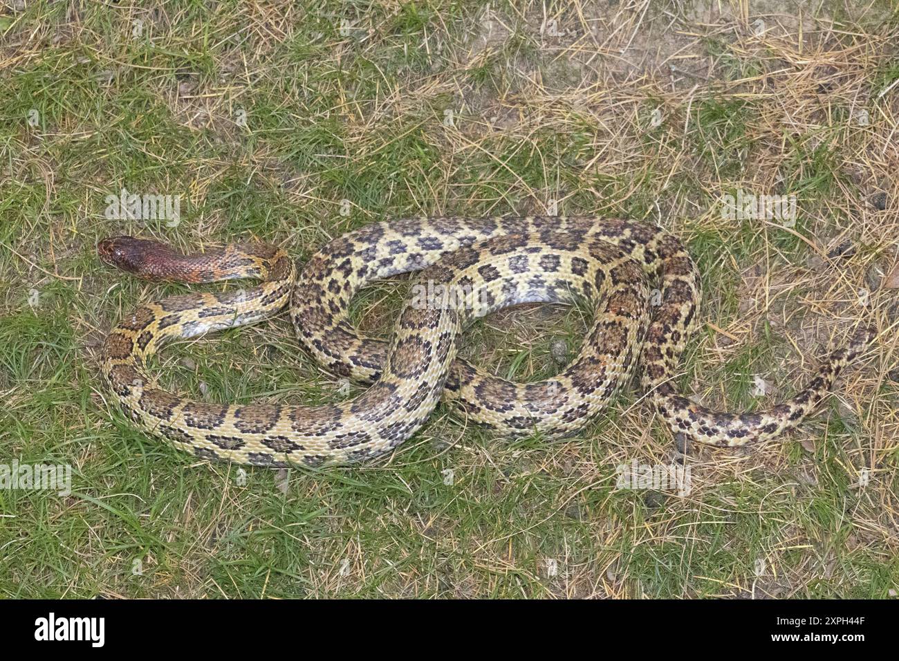 Spalerosophis atriceps, the Black headed is a species of snake in the ...