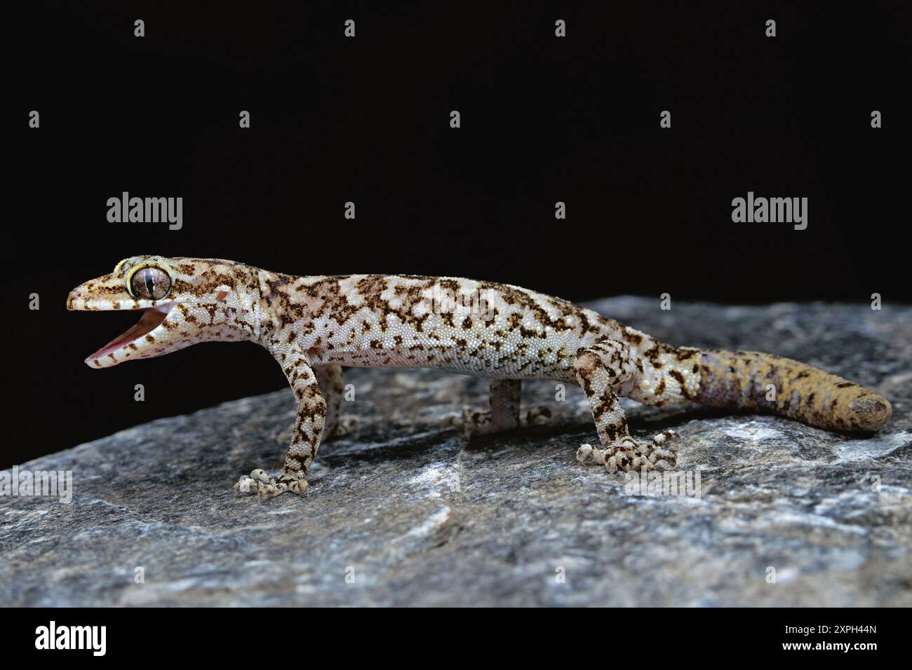 Cyrtodactylus himalayicus, also known as the Himalaya bent-toed gecko ...