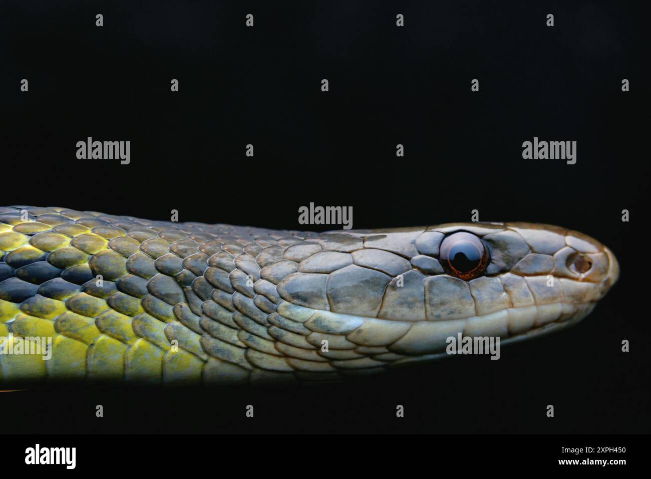 Snake morphology hi-res stock photography and images - Alamy