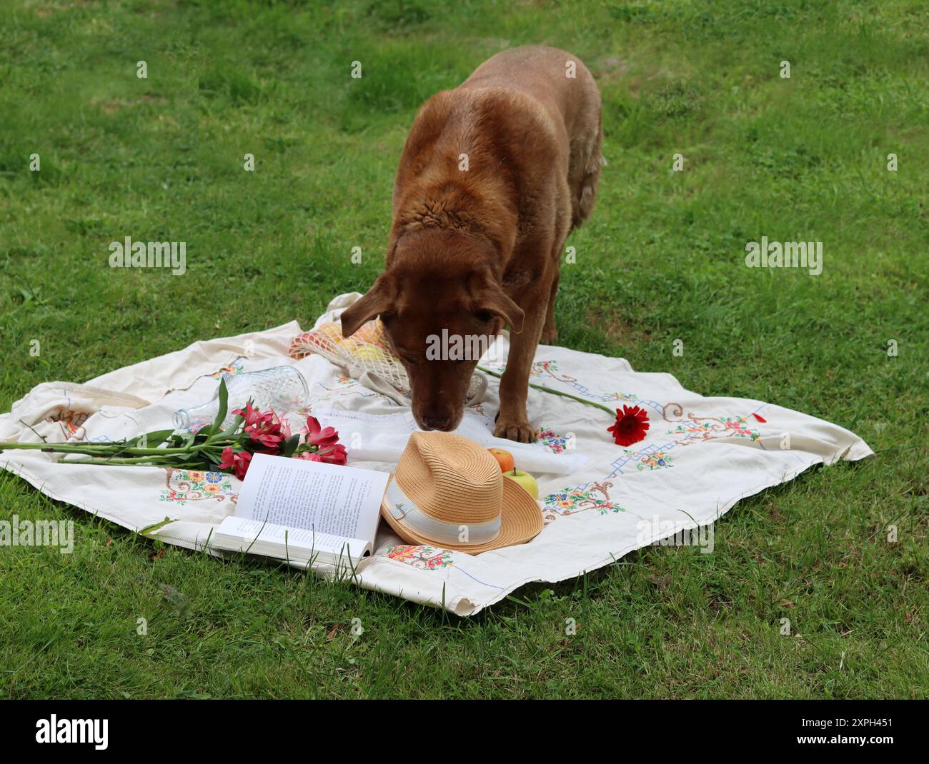 Cute old brown dog on a picnic in the garden. Cute Labrador dog ...