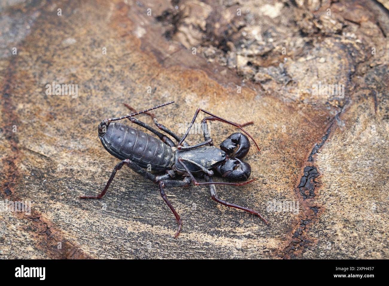 Invertebrate identification hi-res stock photography and images - Alamy