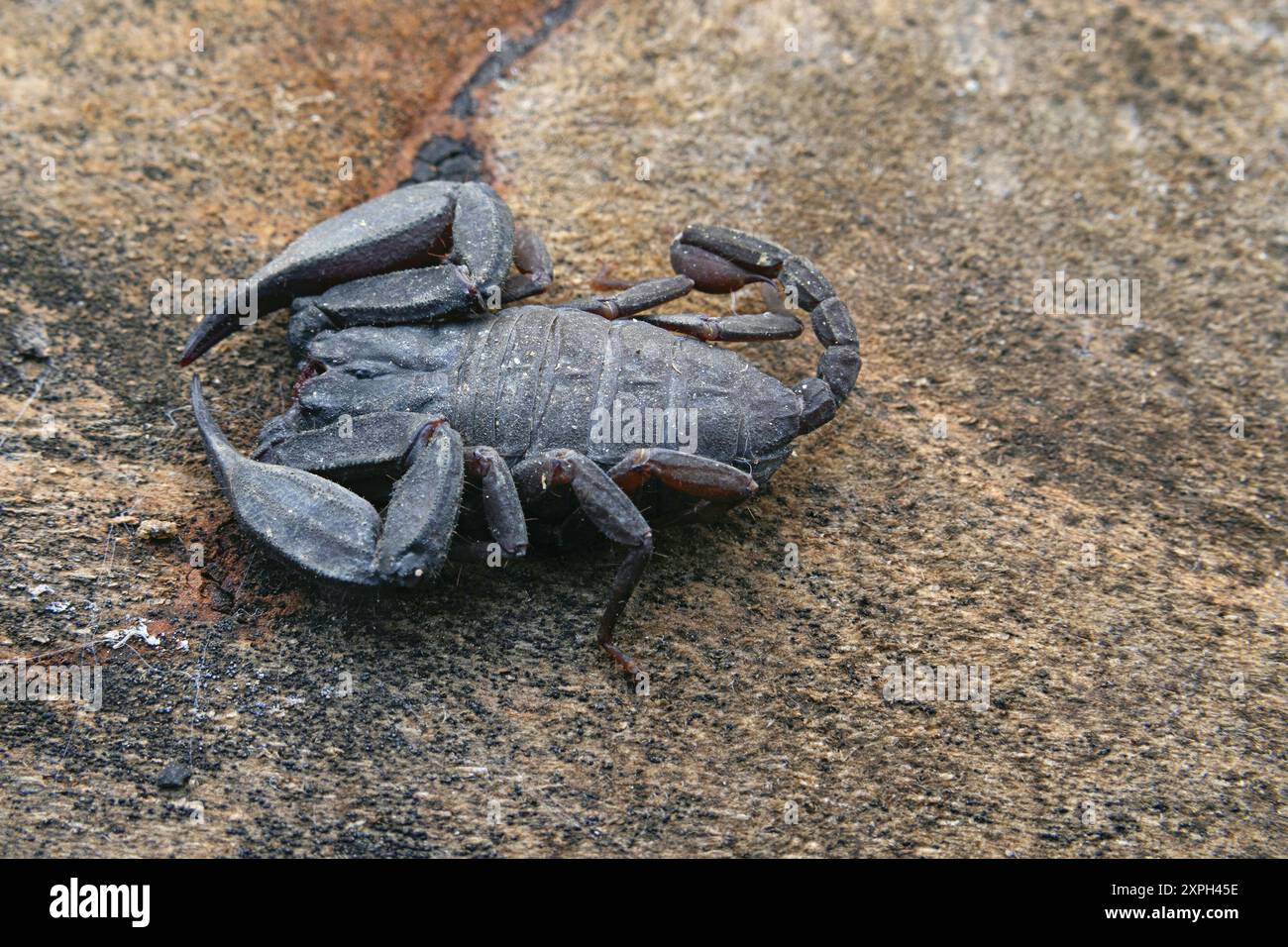 Scorpiops is a genus of scorpions in the family Scorpiopidae. It is ...