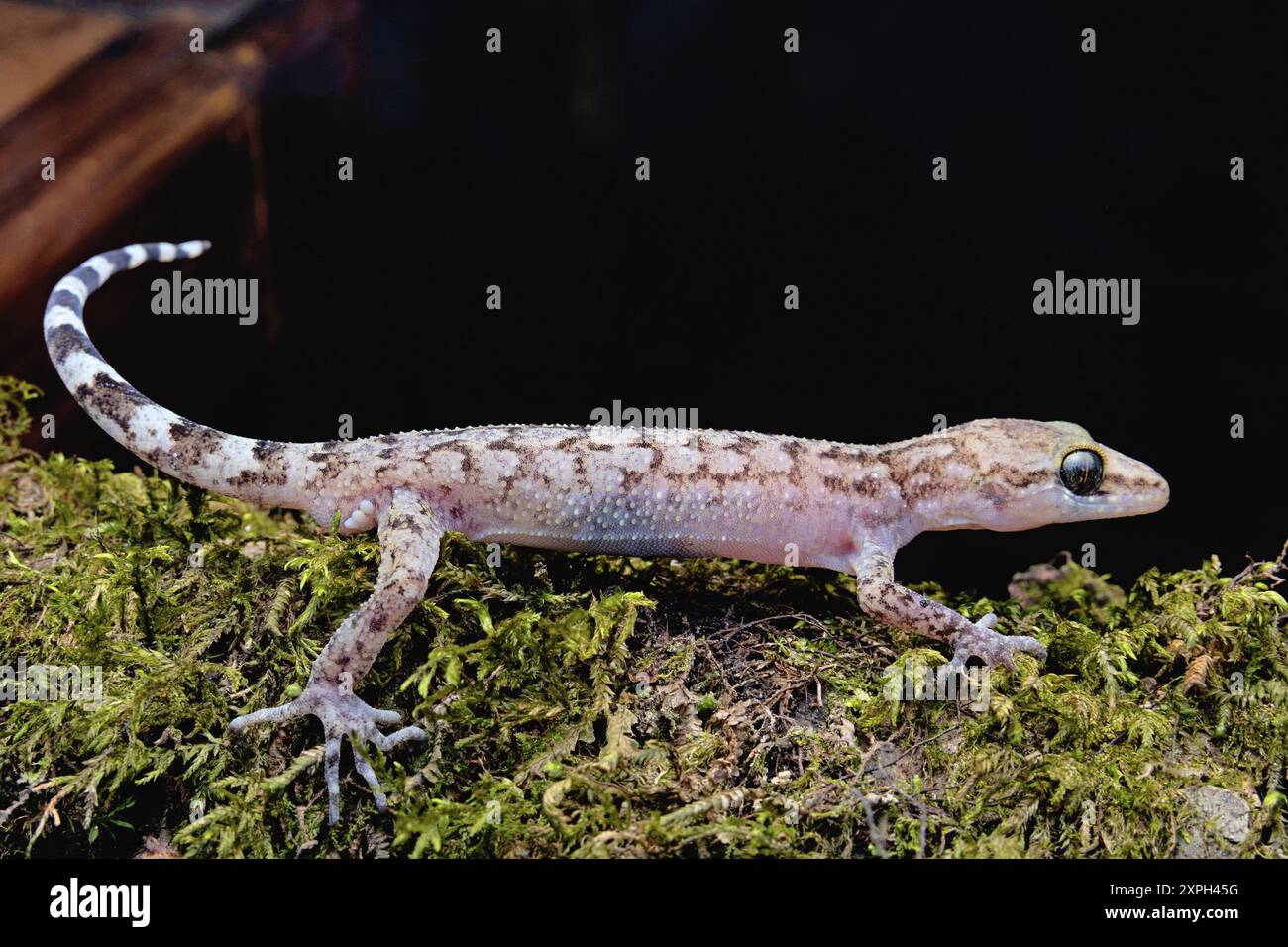 Diverse natural characteristics hi-res stock photography and images - Alamy