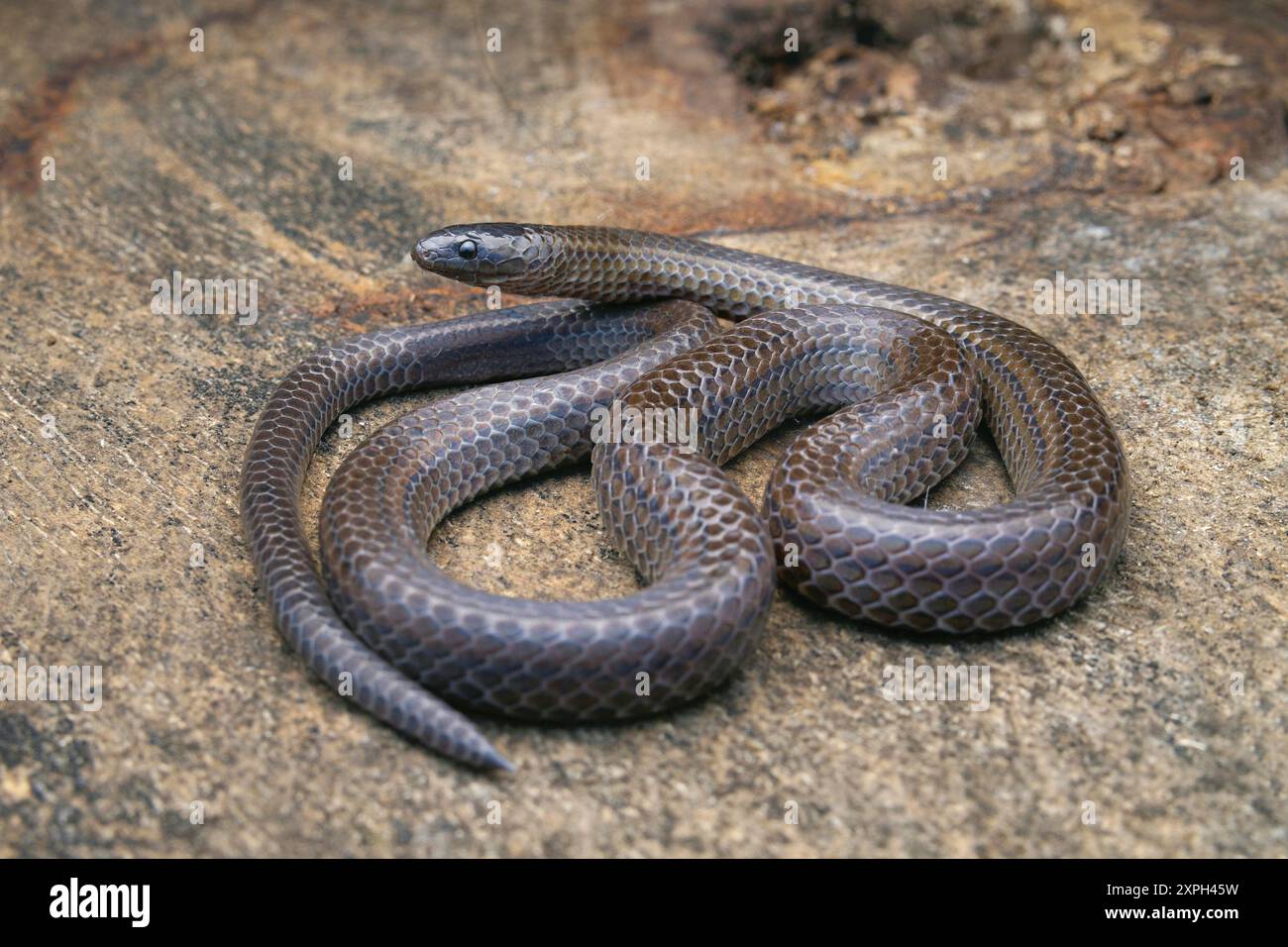Snakes morphology hi-res stock photography and images - Alamy