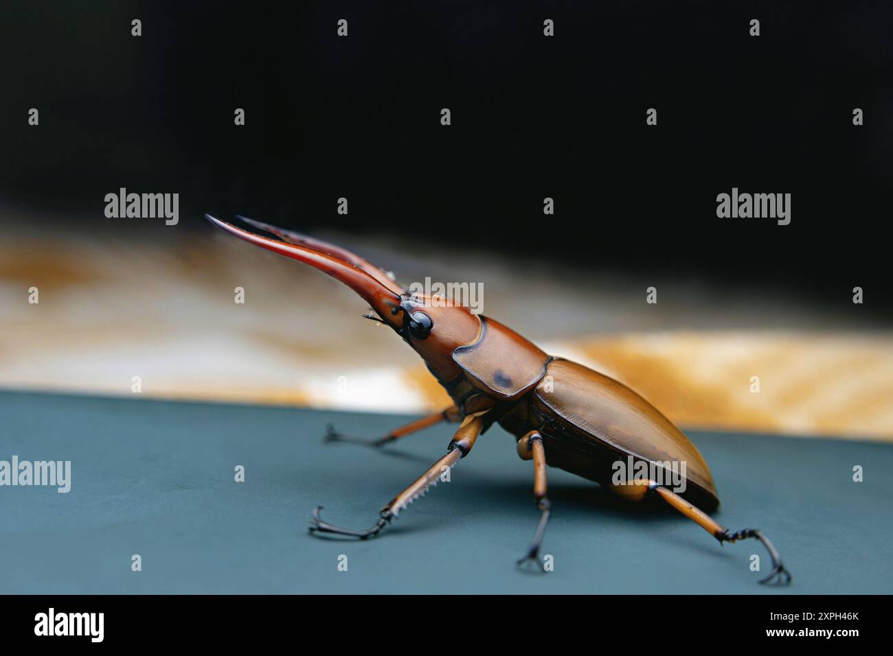 Prosopocoilus is a genus of beetles of the family Lucanidae ...