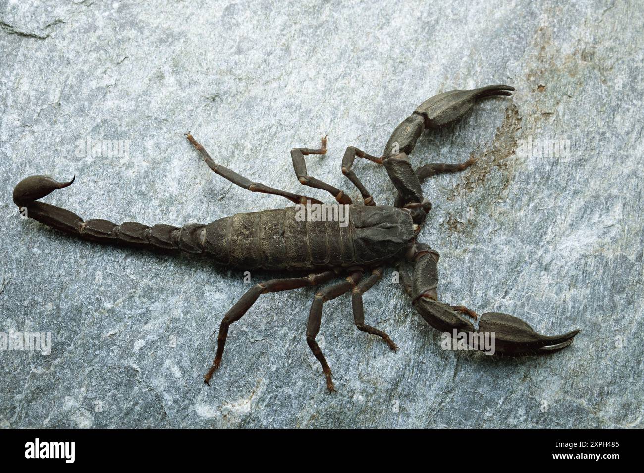 Chaerilus is a genus of scorpions in the family Chaerilidae. They live ...
