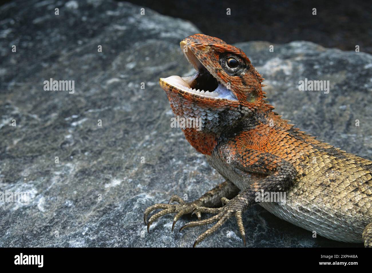 Calotes farooqi, Farooq's garden lizard, is a species of agamid lizard ...